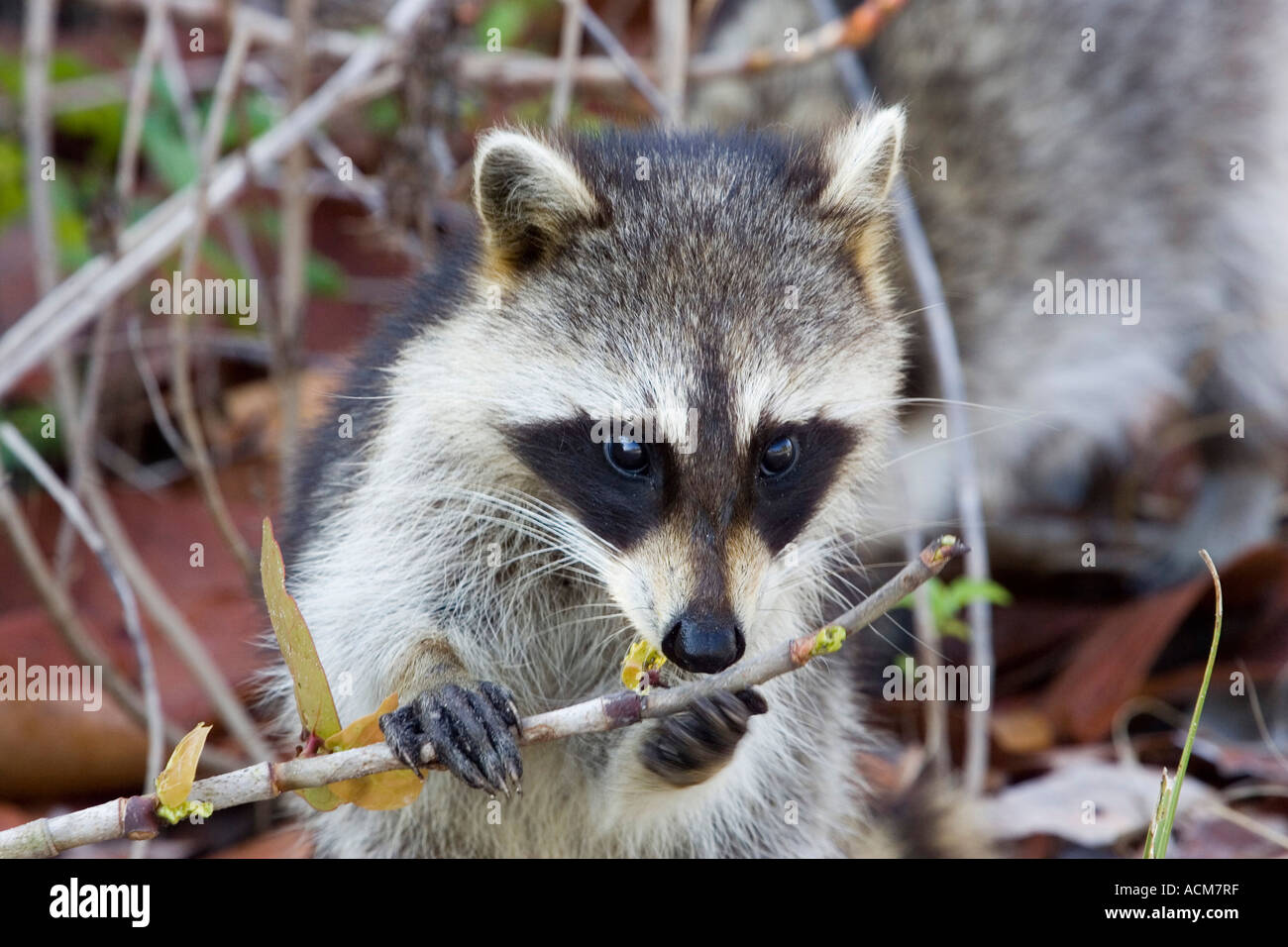 common raccoon procyon lotor procyonidae Stock Photo - Alamy