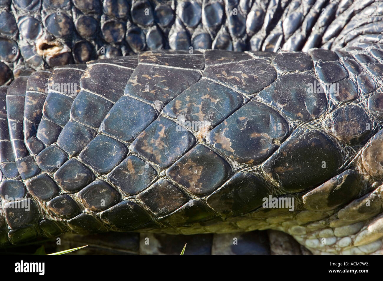 Skin ridge hi-res stock photography and images - Alamy