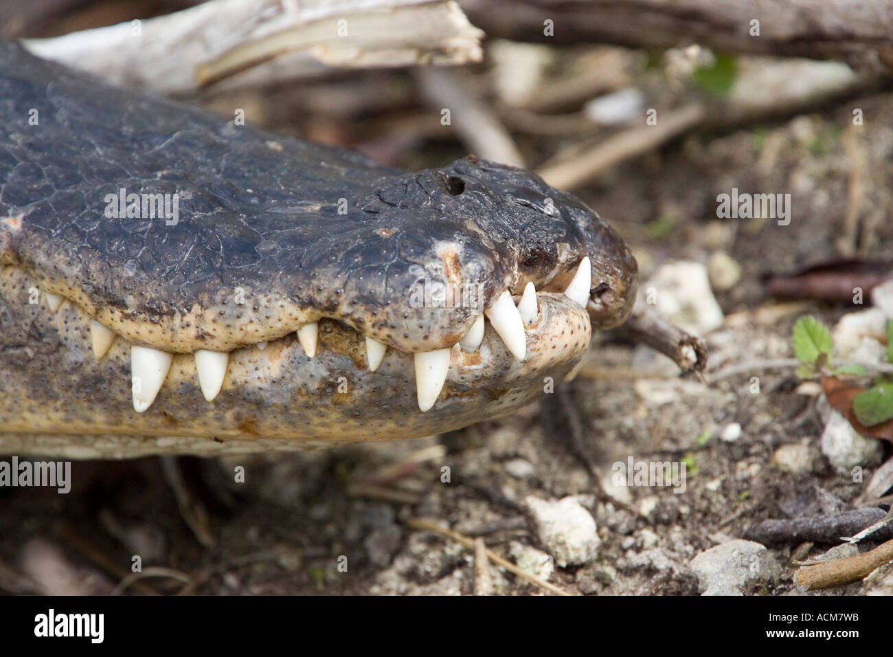 American Alligator Alligator mississppiensis teeth Stock Photo - Alamy
