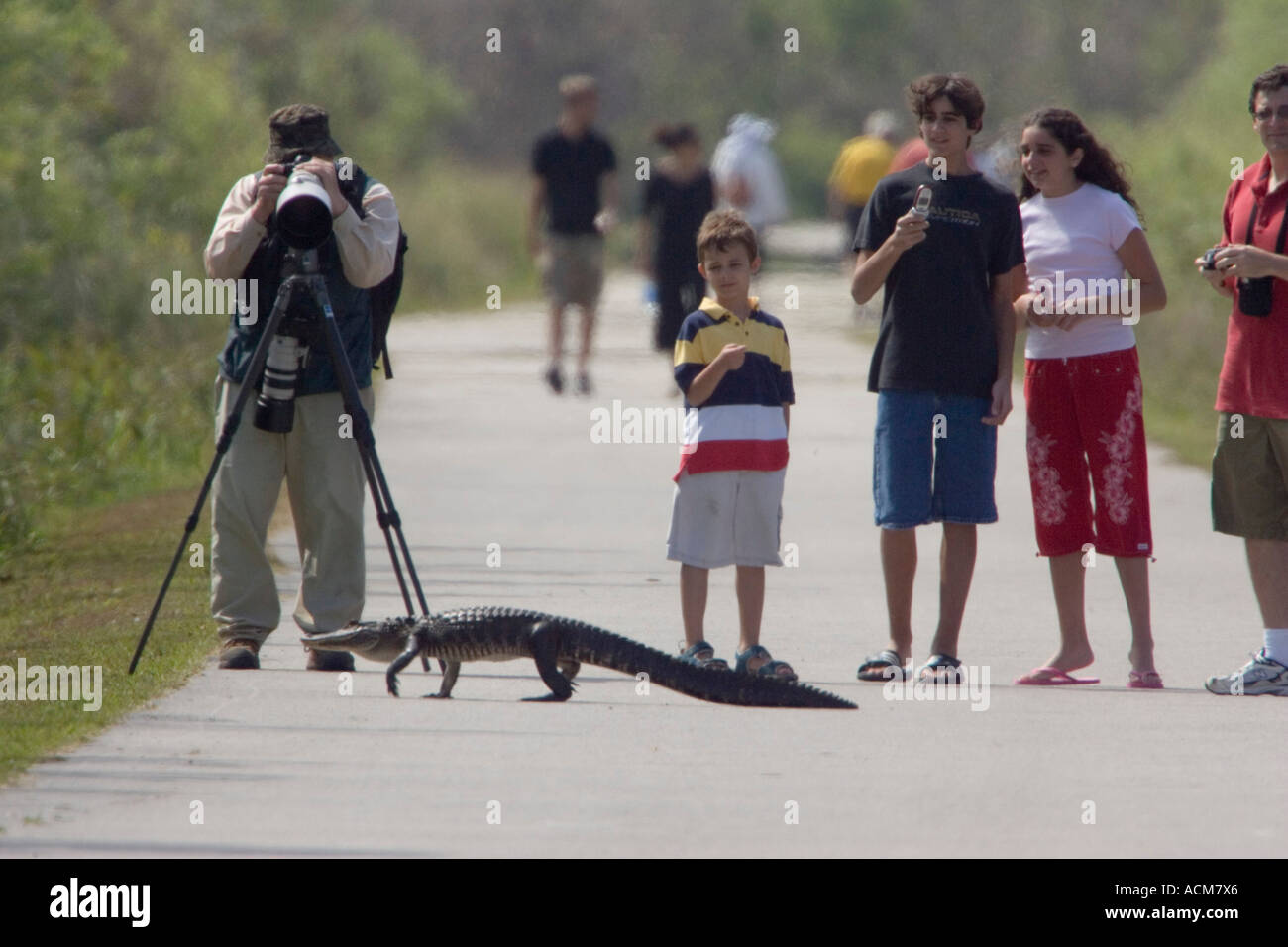 American Alligator Alligator mississppiensis crossing path at shark ...