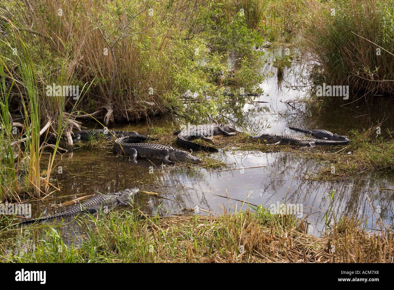American Alligator Alligator mississppiensis resting in florida swamp ...