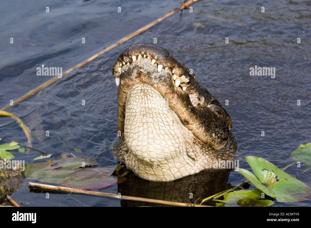 American Alligator Alligator mississppiensis throaty roar makes the ...