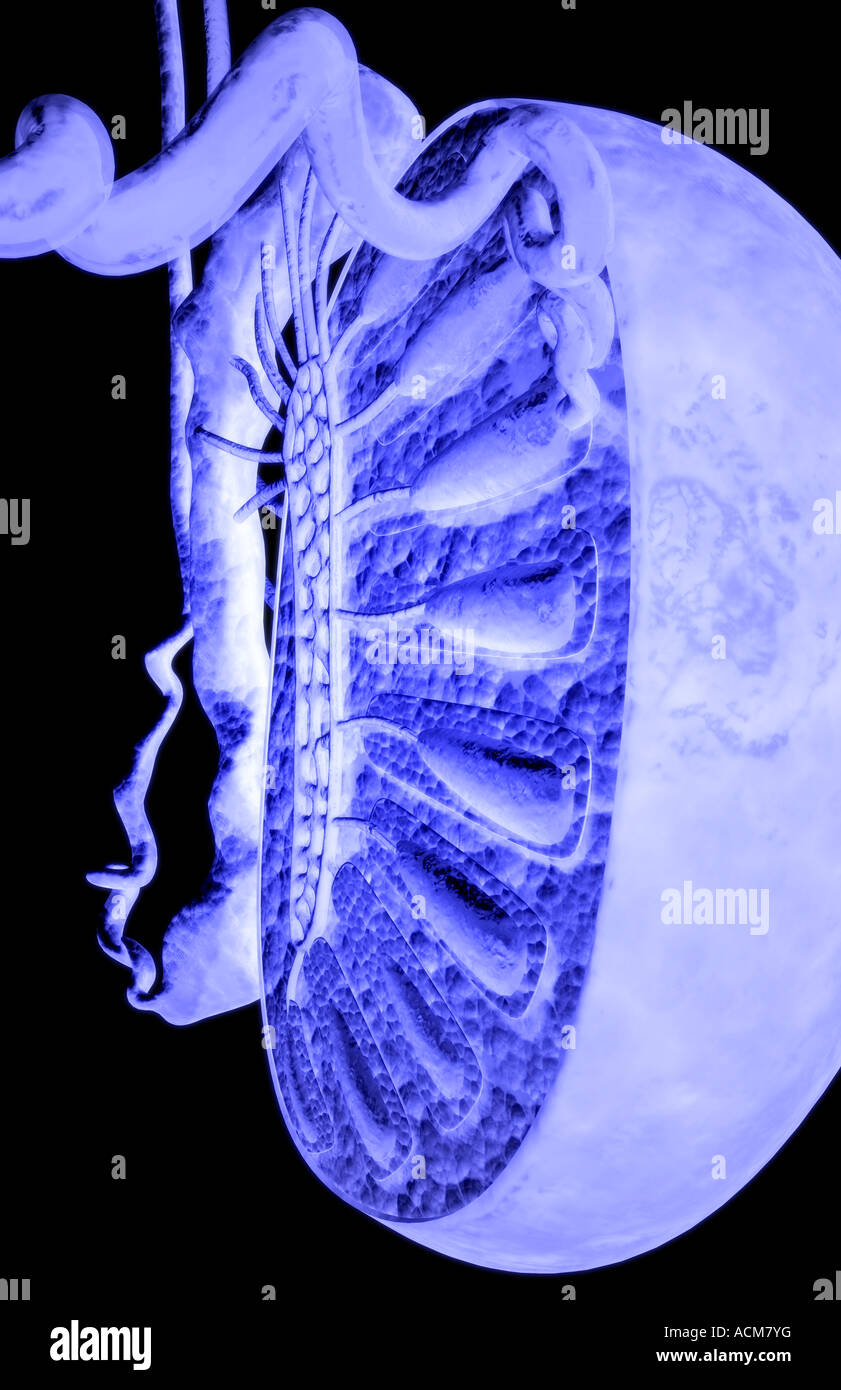 Spermatogenesis hi-res stock photography and images - Alamy