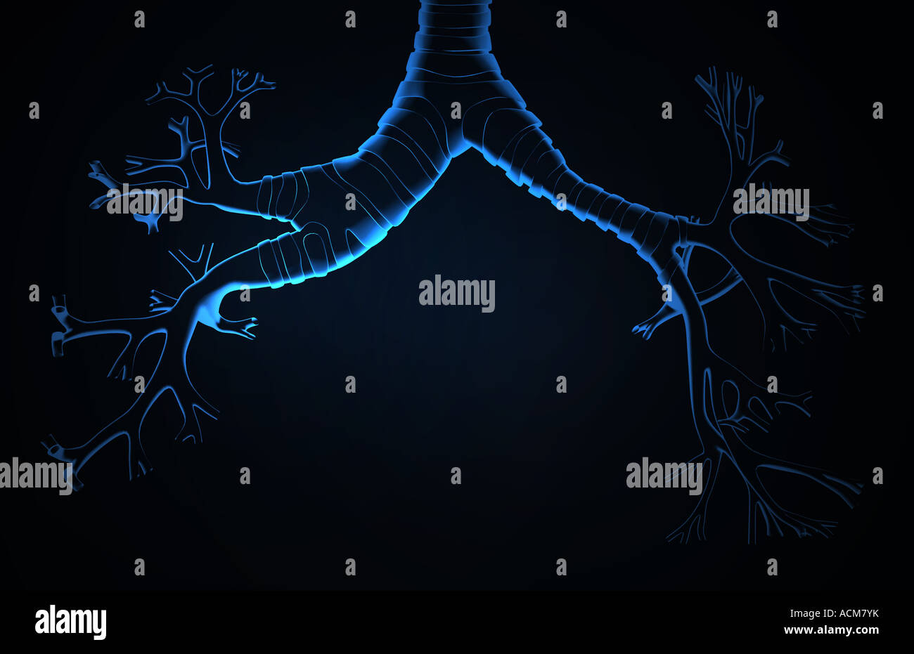 Bronchiole tree hi-res stock photography and images - Alamy