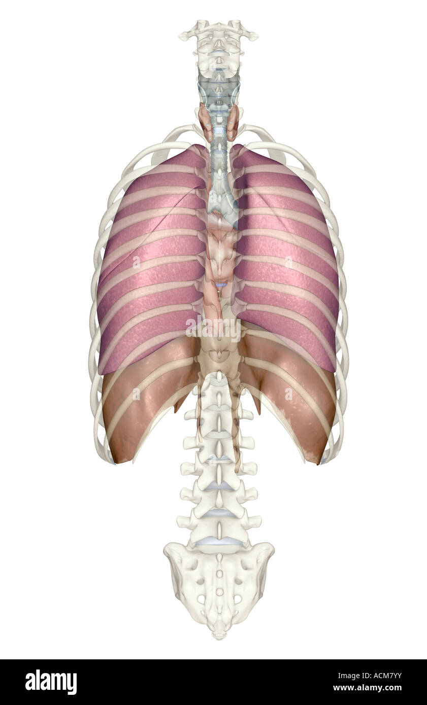 Thorax Stock Photo - Alamy