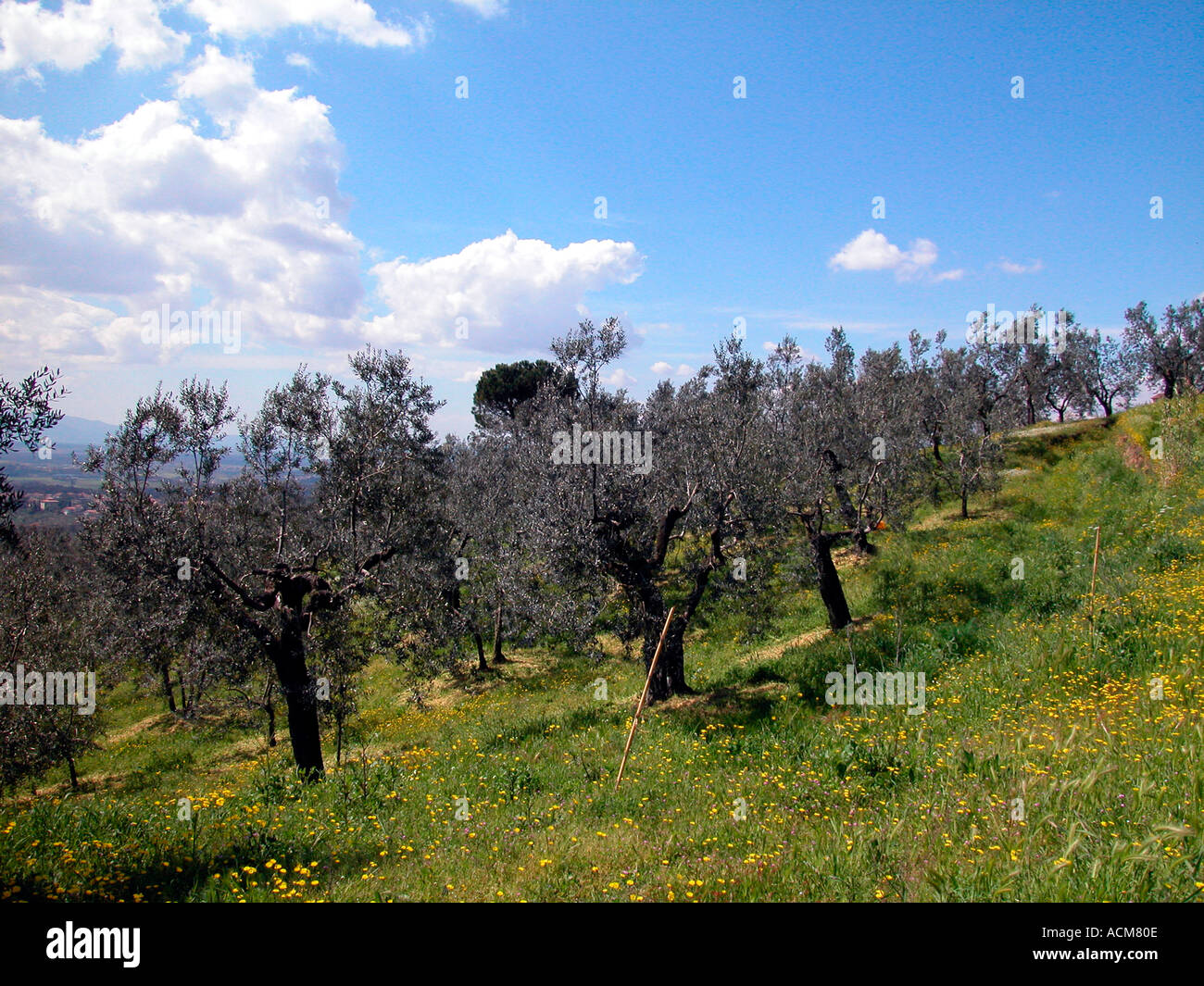 Blue tuscany meadows hi-res stock photography and images - Alamy