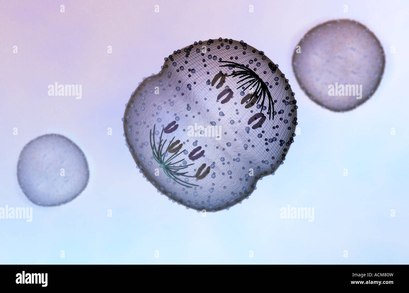 Telophase Under Microscope