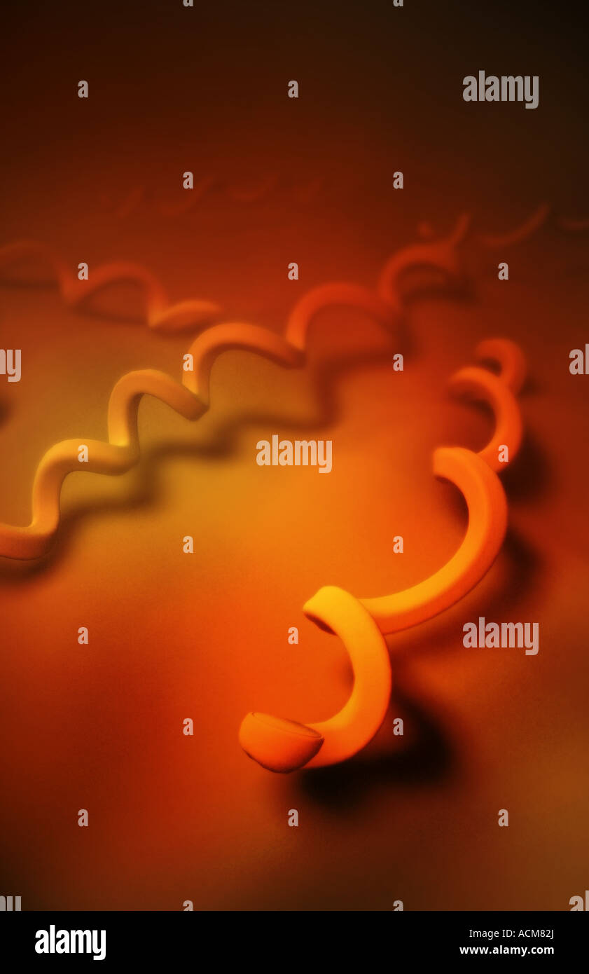 Treponema pallidum syphilis bacterium hi-res stock photography and ...