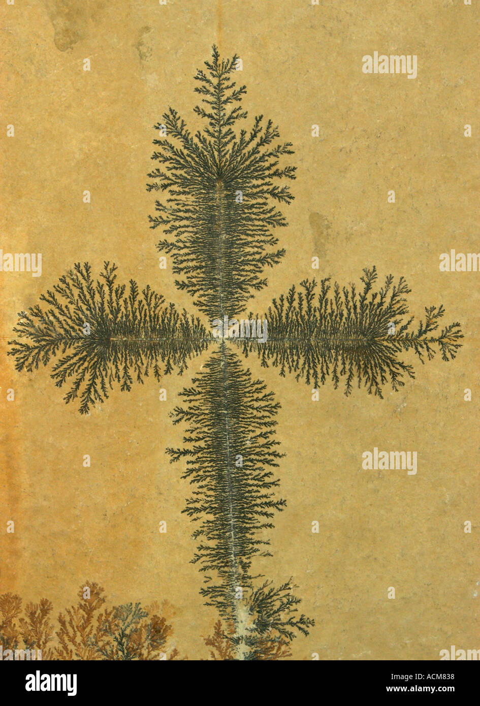 PYROLUSITE, in Dendritic Form Solnhofen Limestone Jurassic Germany ...