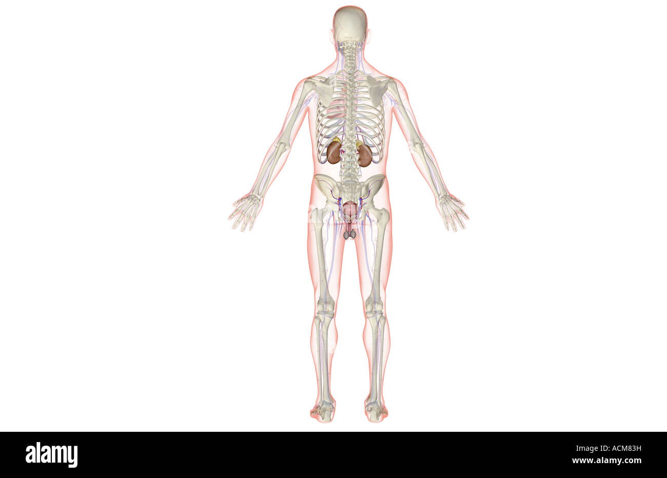 The urinary system Stock Photo - Alamy