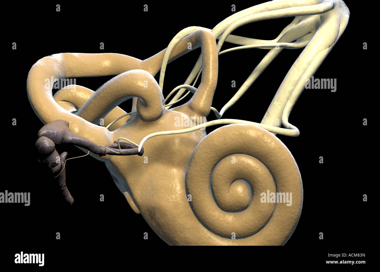 The inner ear Stock Photo - Alamy