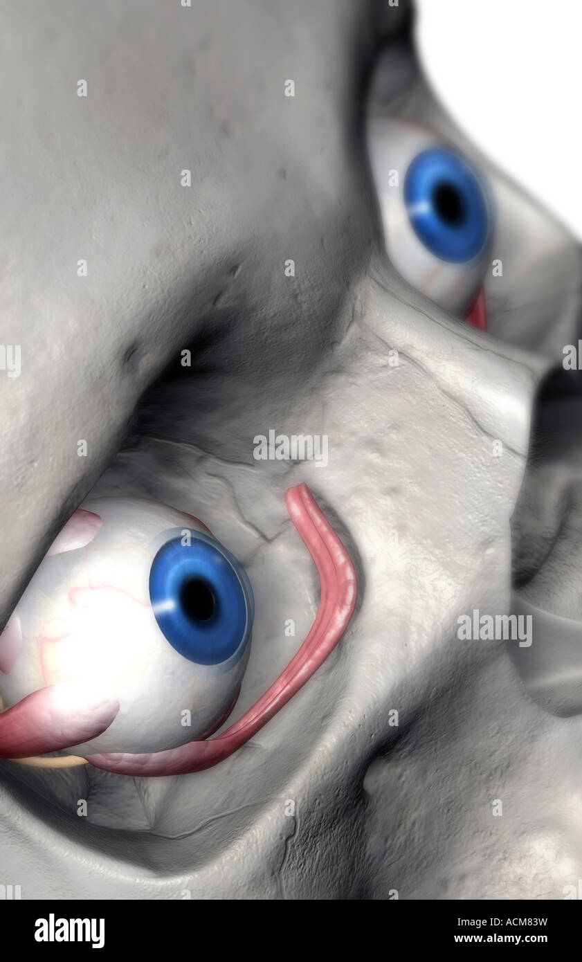 Human oblique muscles hi-res stock photography and images - Alamy