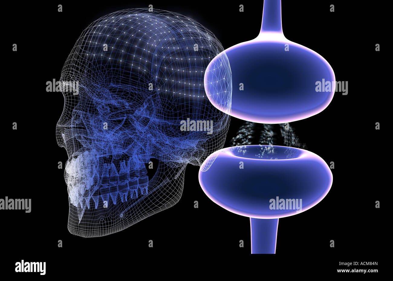 Synaptic cleft hi-res stock photography and images - Alamy