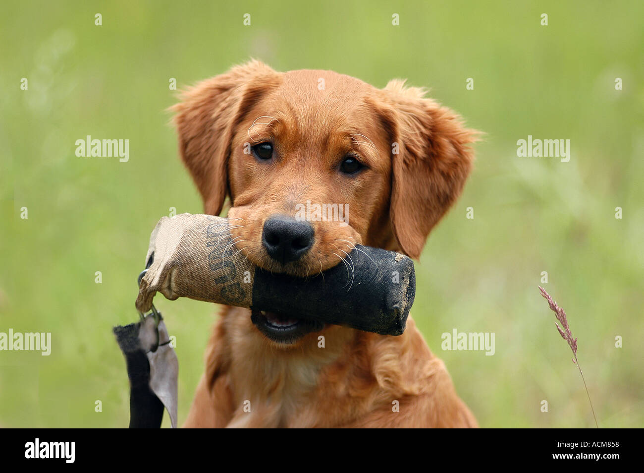Golden Retriever puppy with dummy Stock Photo - Alamy