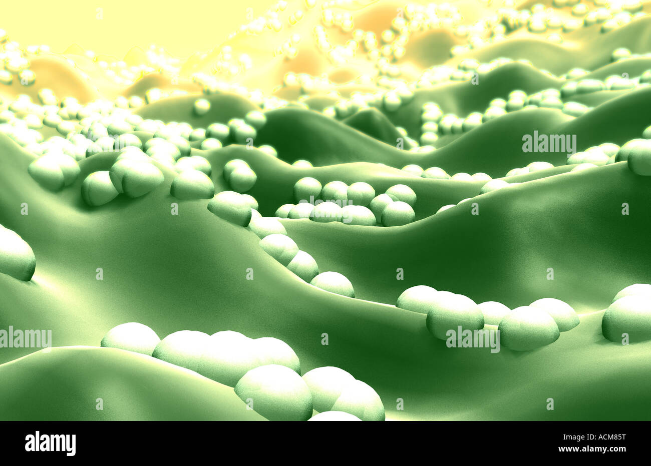 Cocci bacteria hi-res stock photography and images - Alamy