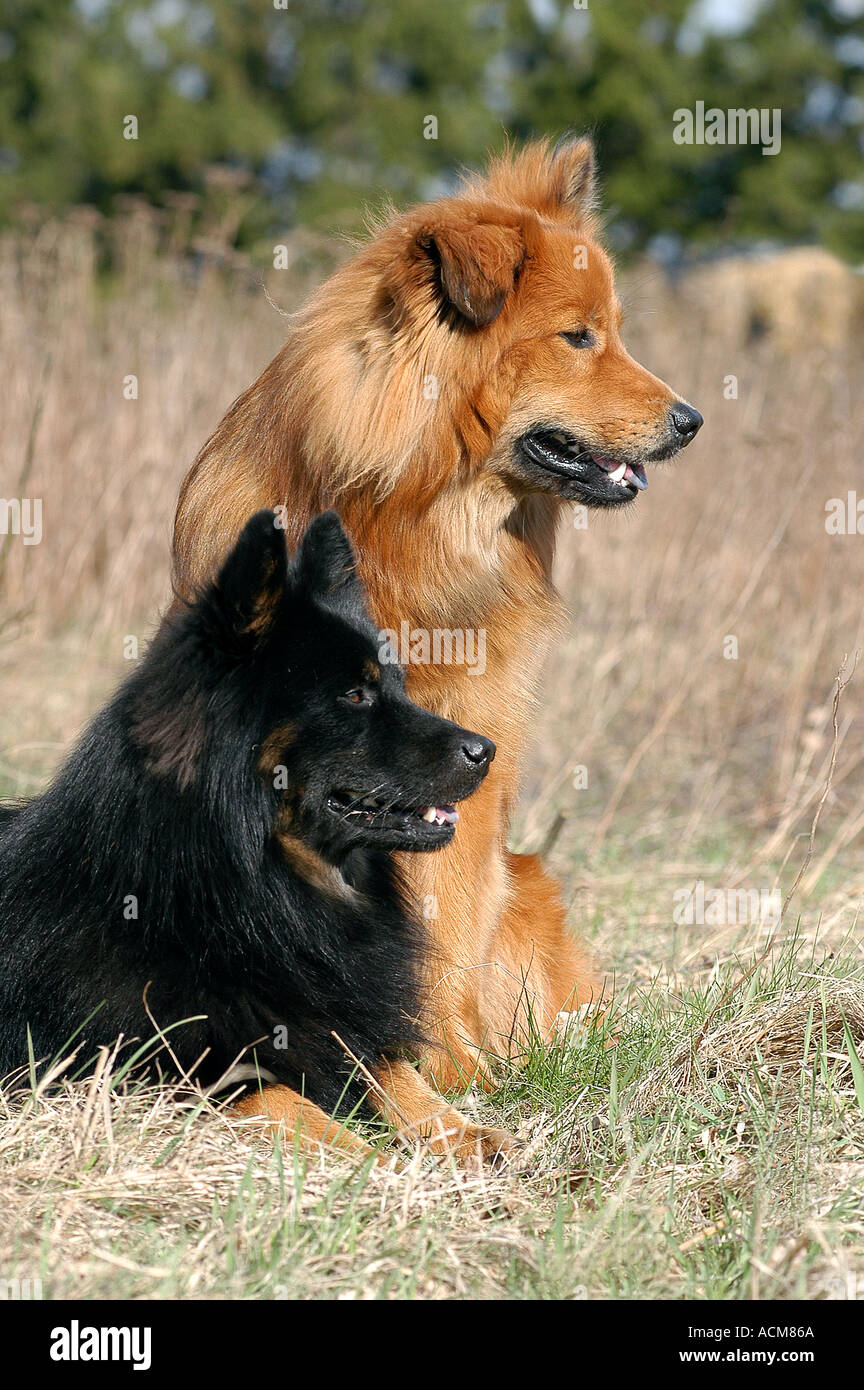 two Elo dogs sitting and lying Stock Photo - Alamy