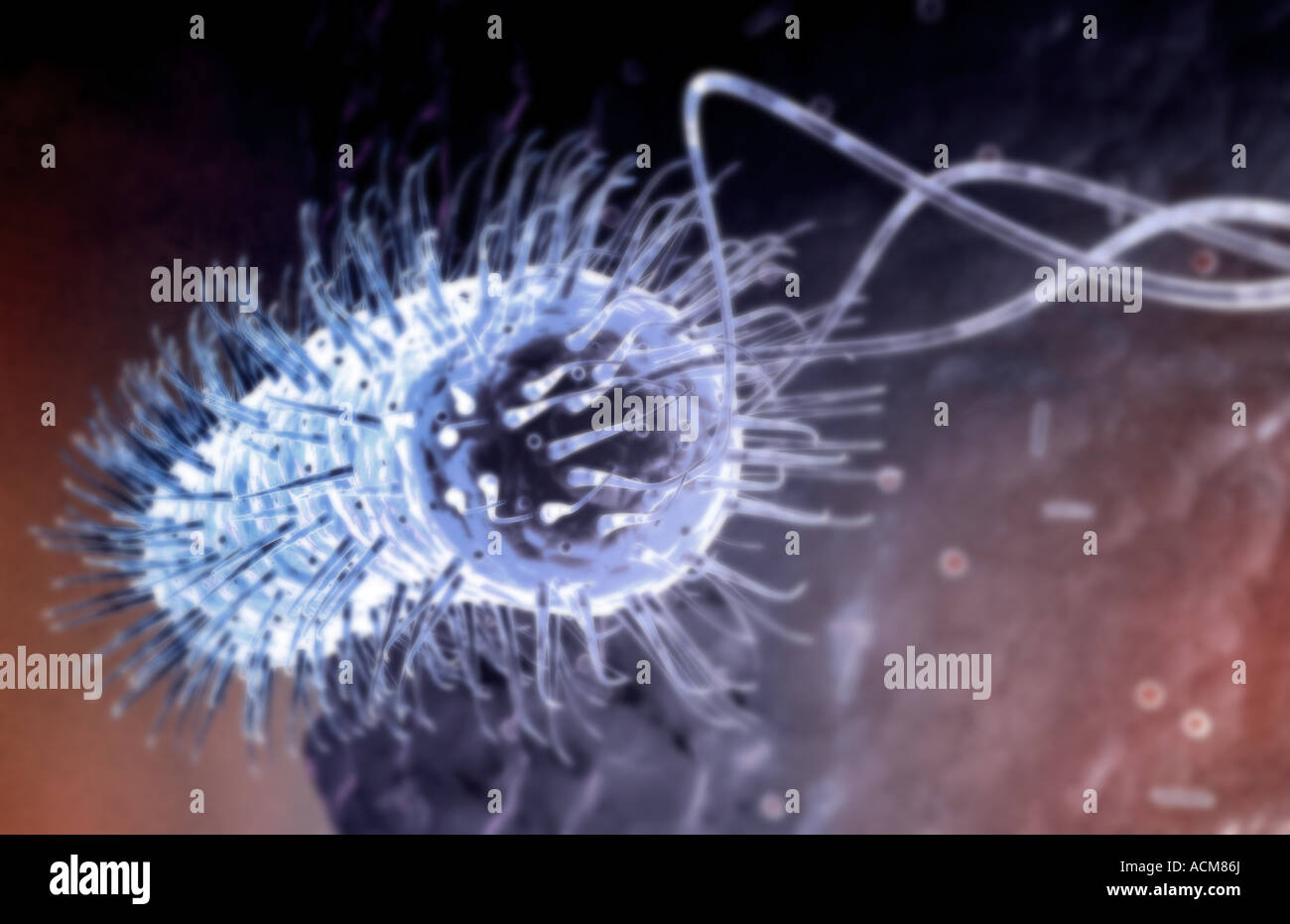 H pylori hi-res stock photography and images - Alamy