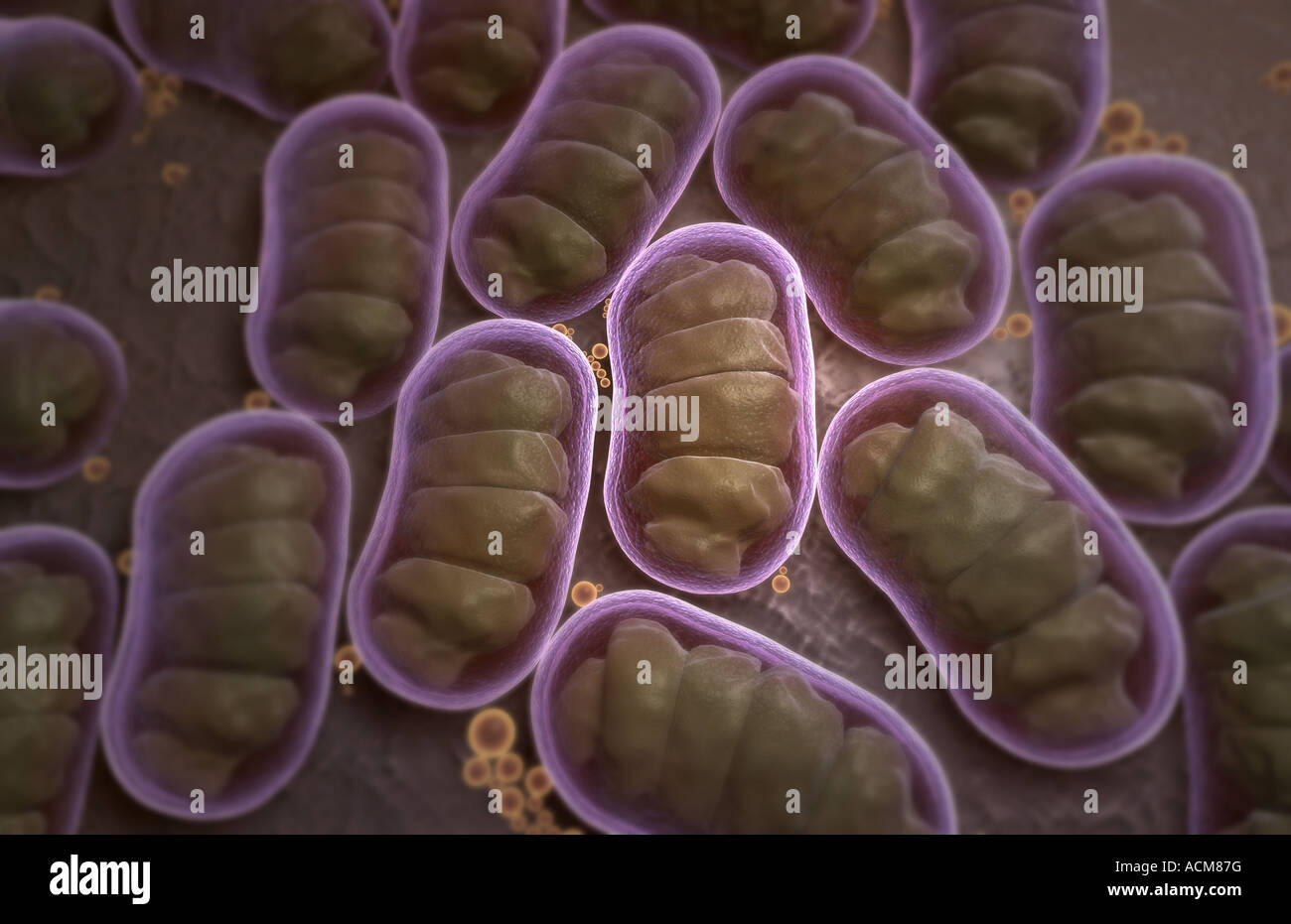 Human bacilli hi-res stock photography and images - Alamy