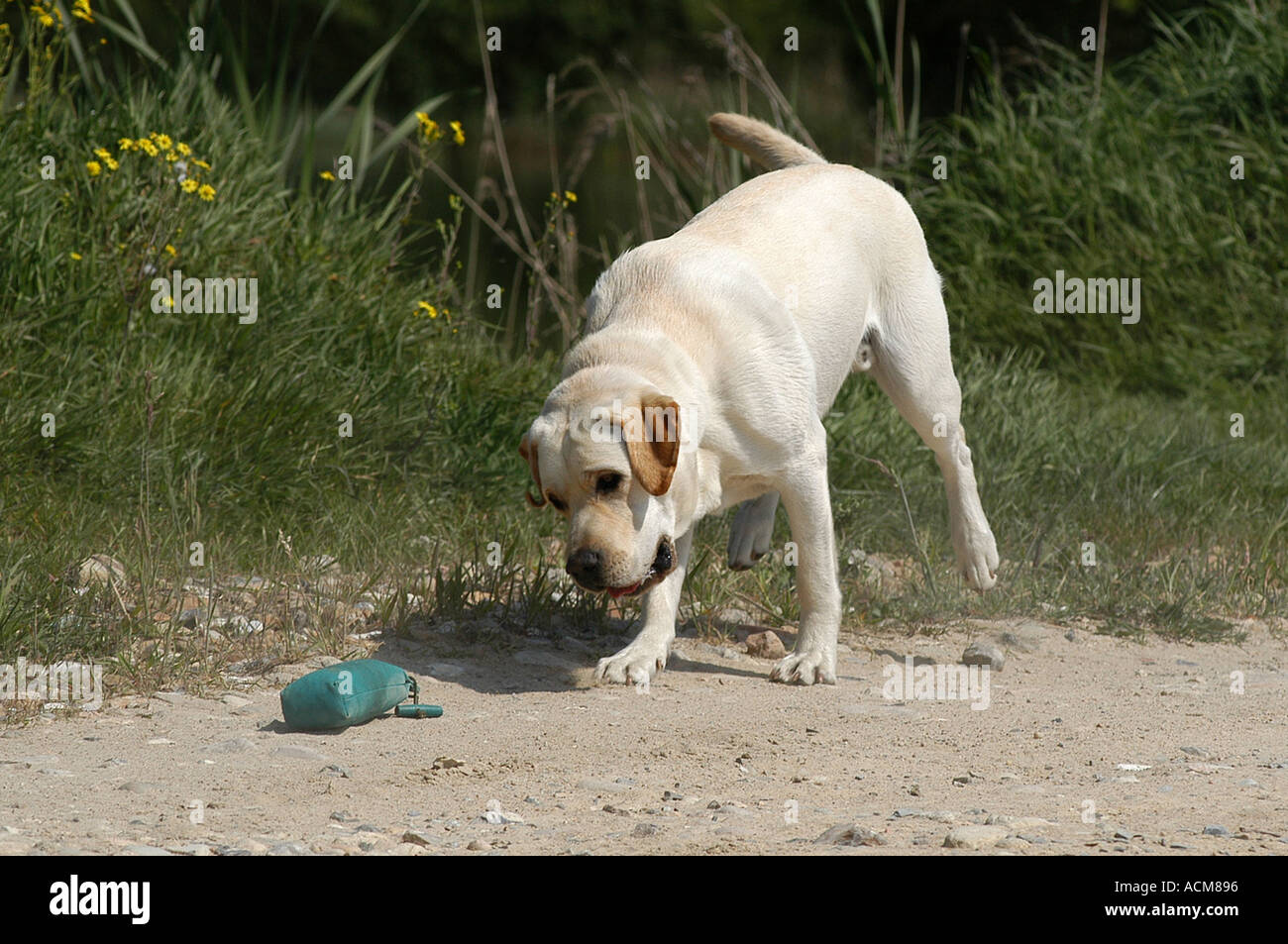yellow Labrador Retriever dog wanting to take a dummy Stock Photo - Alamy