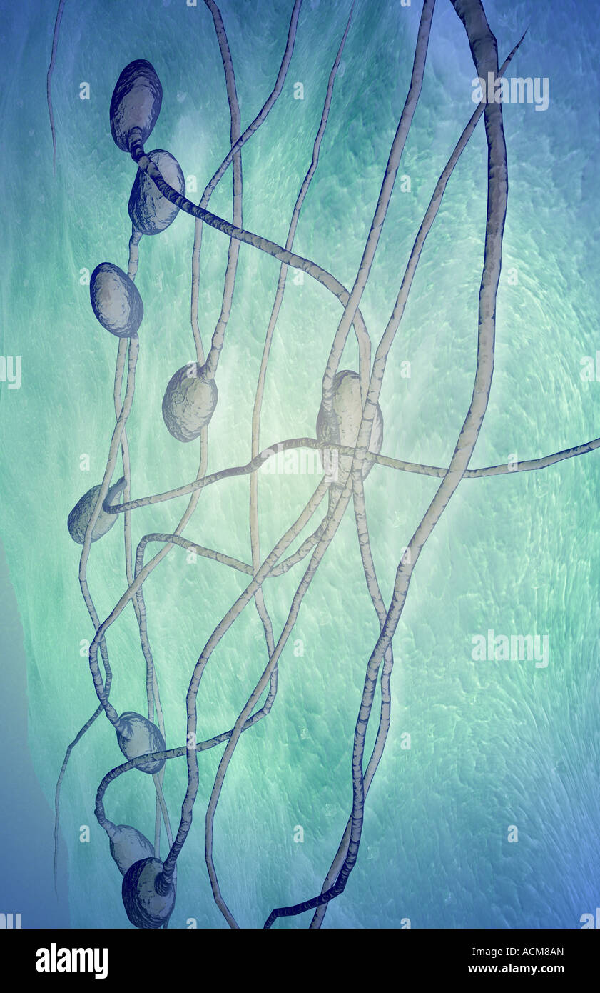 Human sperm cells hi-res stock photography and images - Alamy