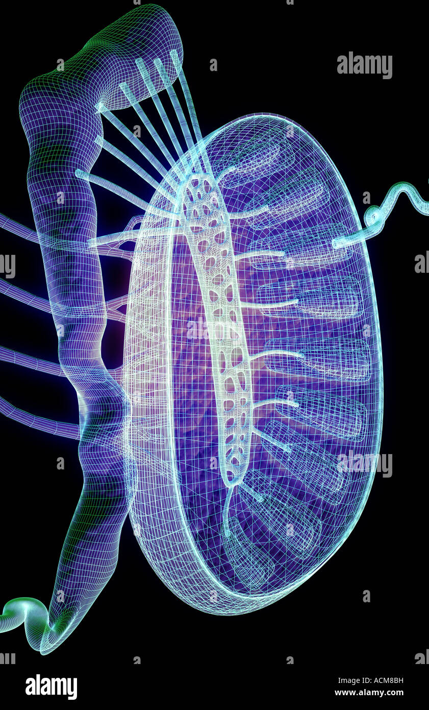 Testis with the epididymis hi-res stock photography and images - Alamy