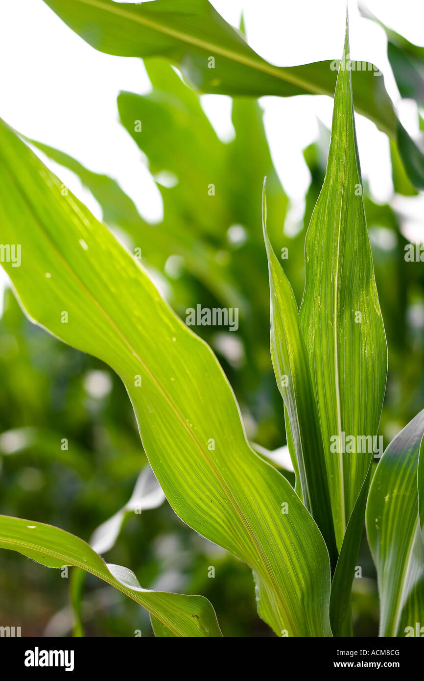 Corn leaf close up Stock Photo - Alamy