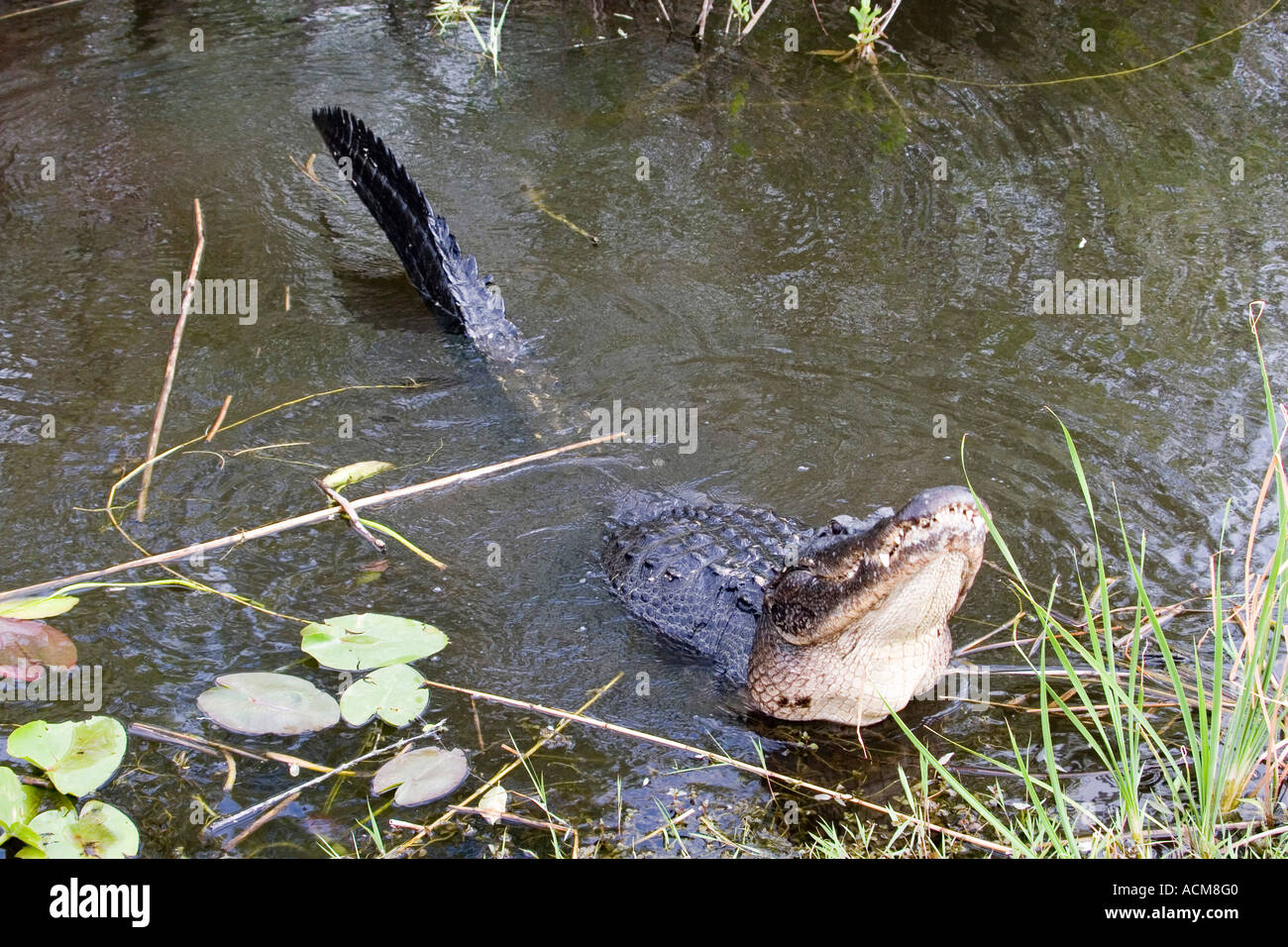 American Alligator Alligator mississppiensis back arched and roaring ...