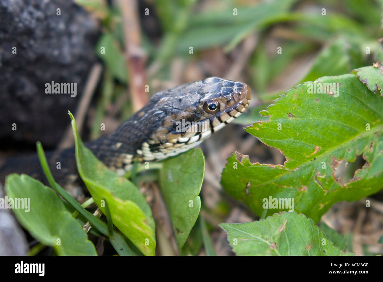 Broad banded Water Snake Nerodia fasciata florida everglades Stock ...
