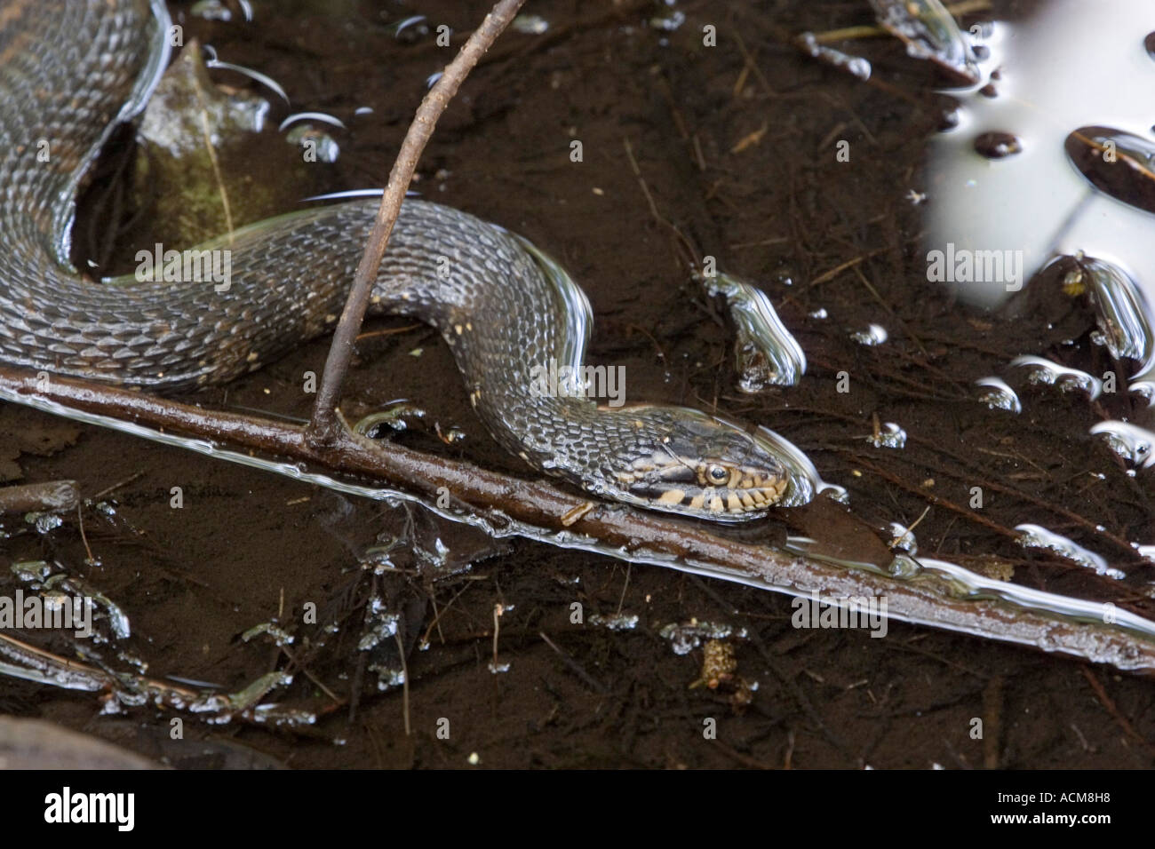 Broad banded Water Snake Nerodia fasciata florida everglades Stock ...