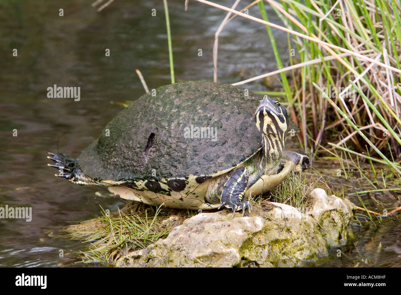 American red bellied turtle hi-res stock photography and images - Alamy