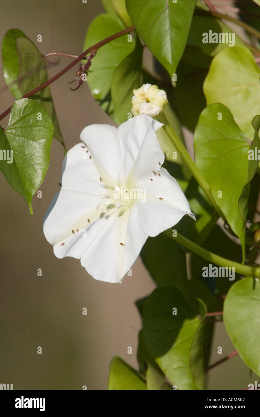 Calonyction High Resolution Stock Photography and Images - Alamy