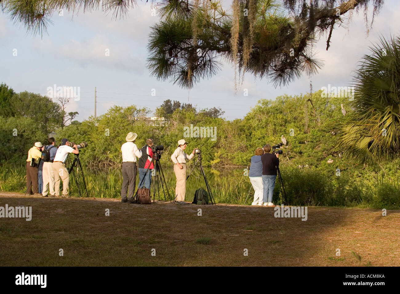 photographers at the venice rookery florida Stock Photo - Alamy