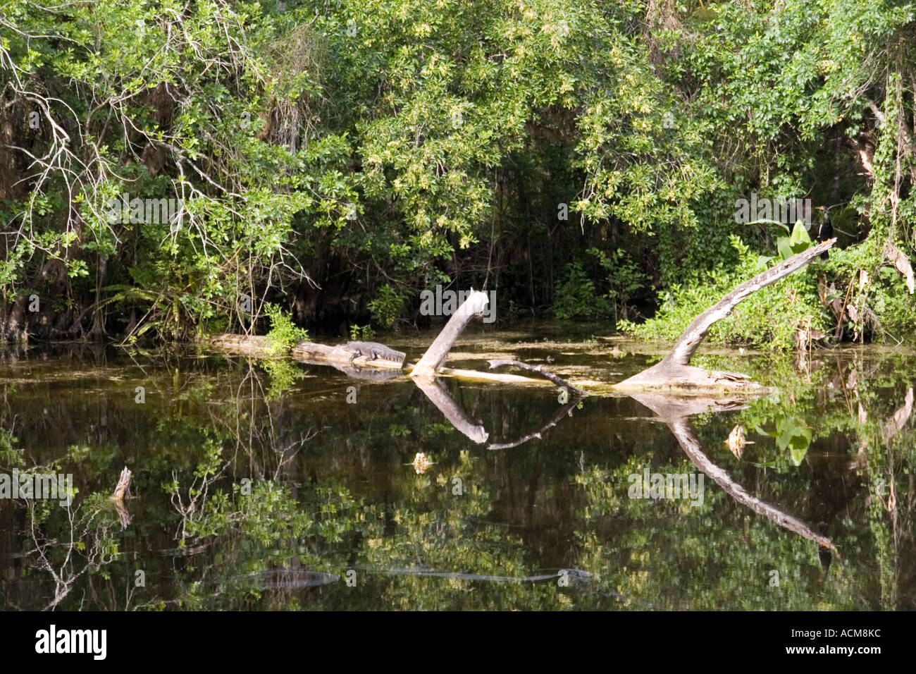 alligator in swamp setting florida Stock Photo - Alamy