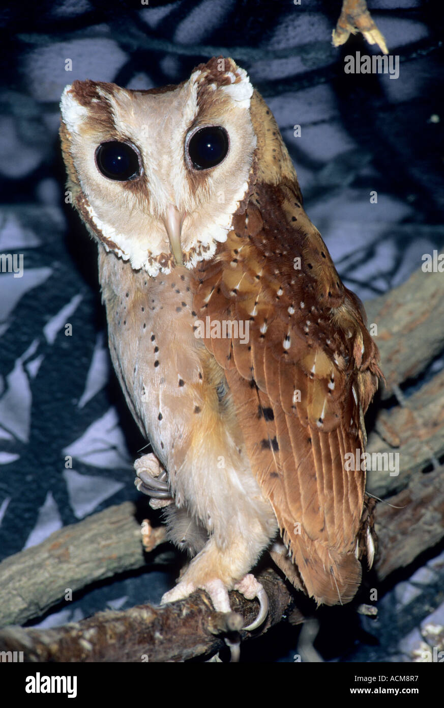 BAY OWL (Phodilus badius) captive, native to Southeastern Asia Stock ...