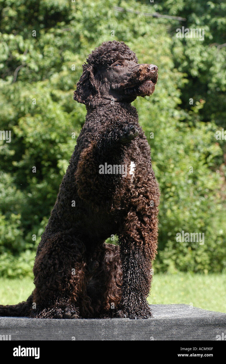 brown Poodle sitting and lifting his paw Stock Photo - Alamy