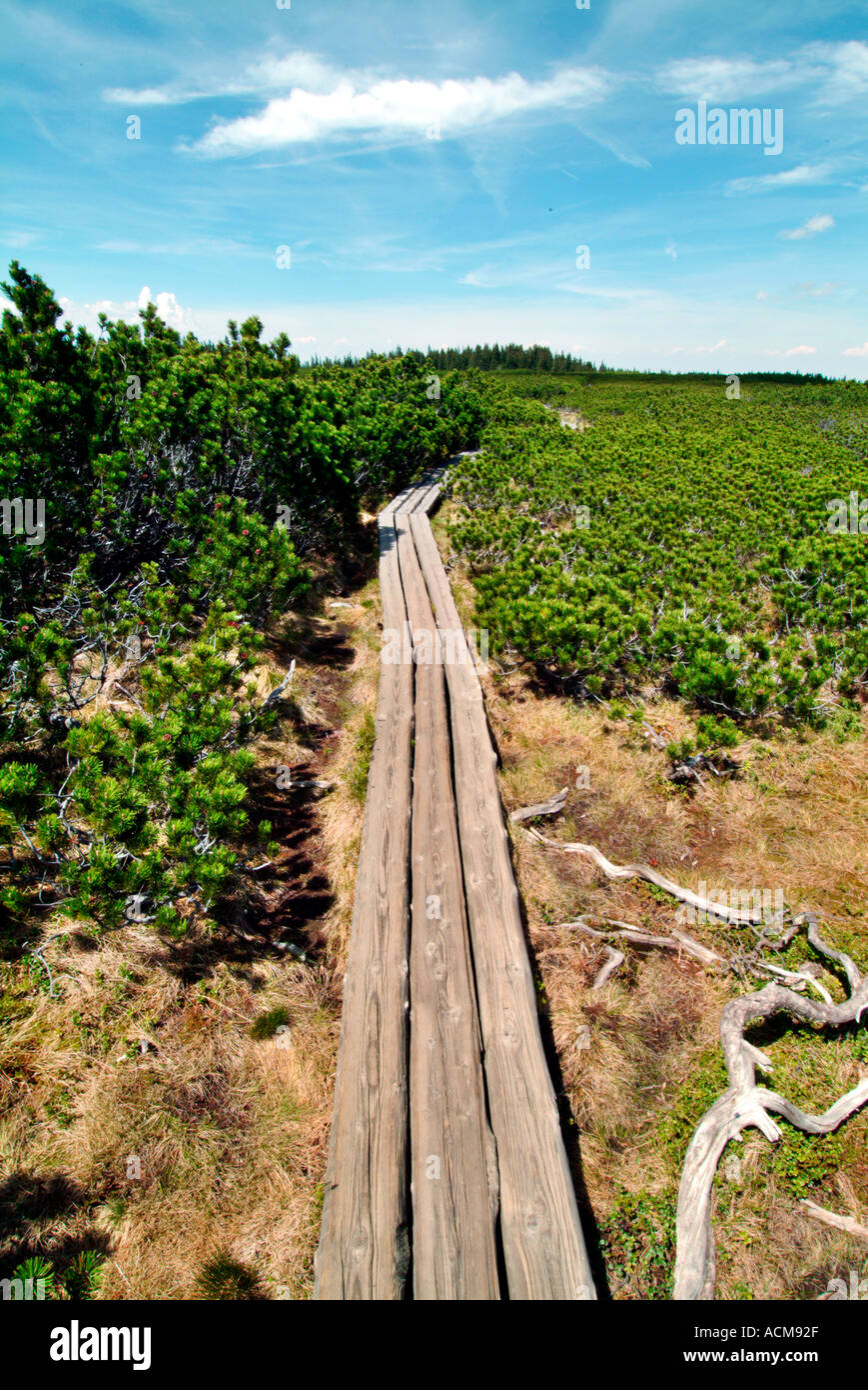footpath made of planks through fenland in the Pohorje mountains in ...