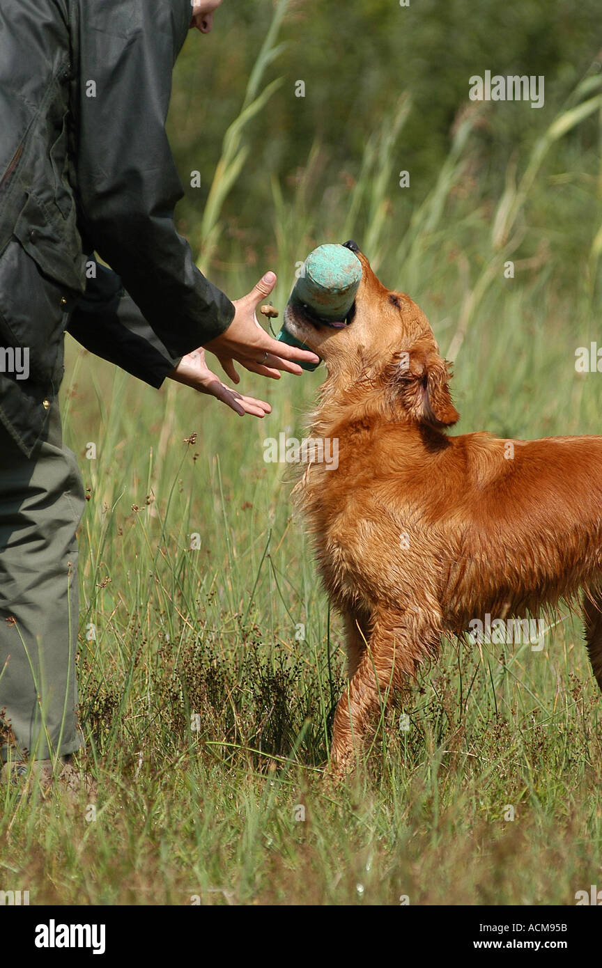 Golden Retriever bitch retrieving a dummy to hand Stock Photo - Alamy