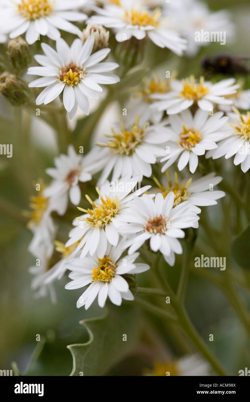White olearia hi-res stock photography and images - Alamy