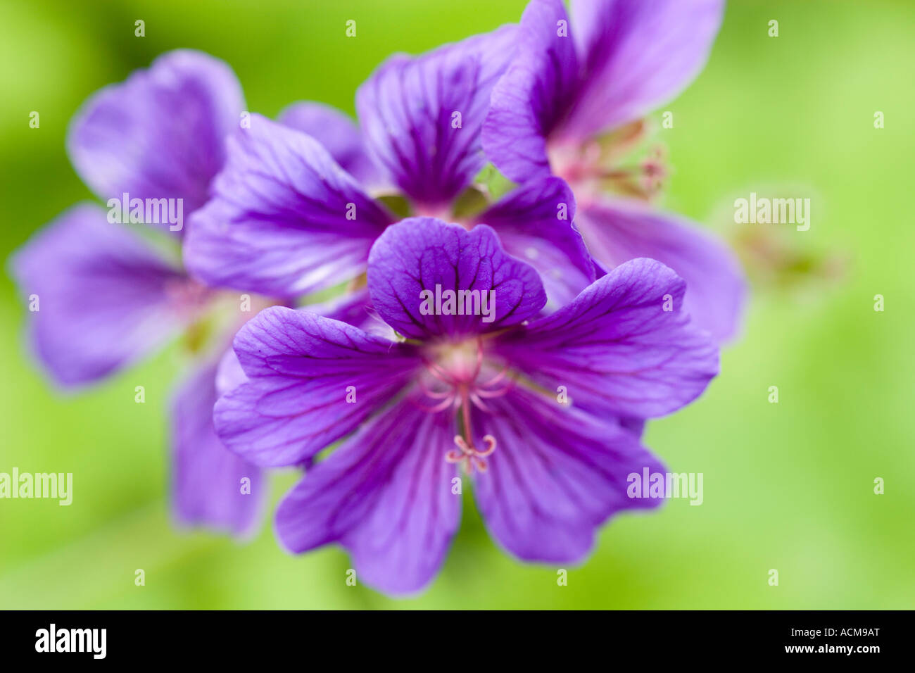 Vibrant geranium flower hi-res stock photography and images - Alamy