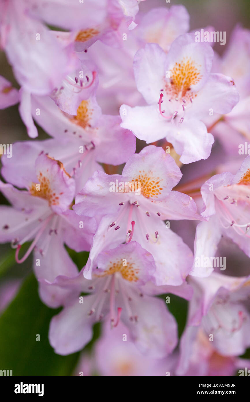 Cluster of pink rhododendron flowers hi-res stock photography and ...
