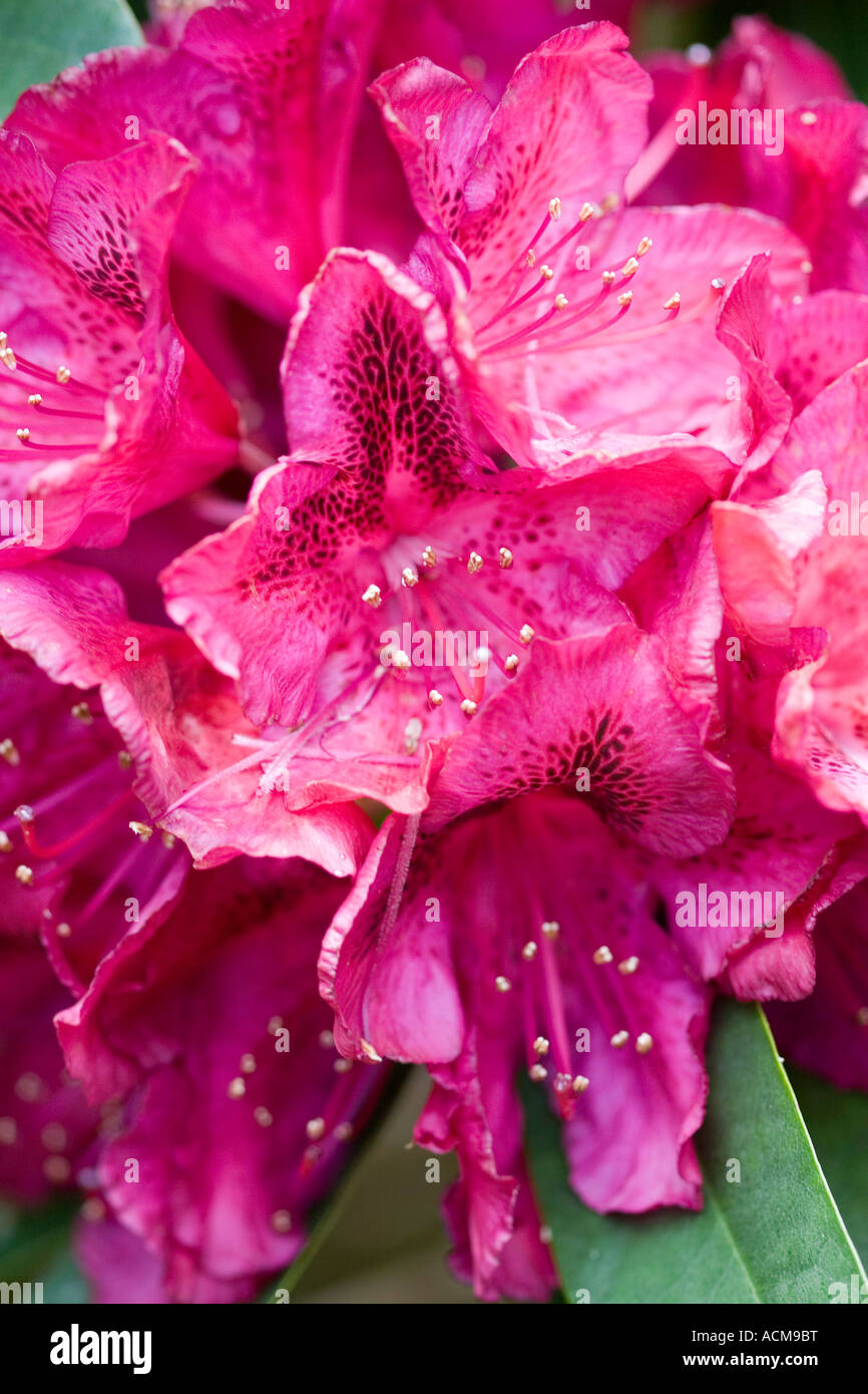 Cluster of rhododendron hi-res stock photography and images - Alamy
