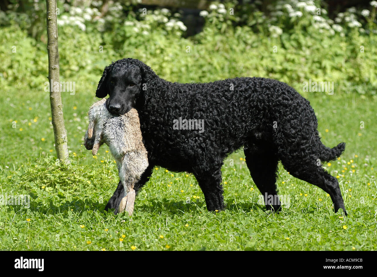 Black Curly Coated Retriever High Resolution Stock Photography and ...