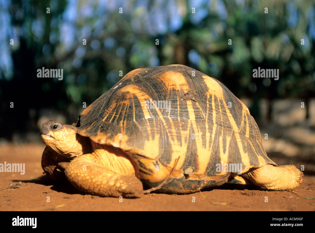 Madagascar radiated tortoise geochelone radiata hi-res stock ...