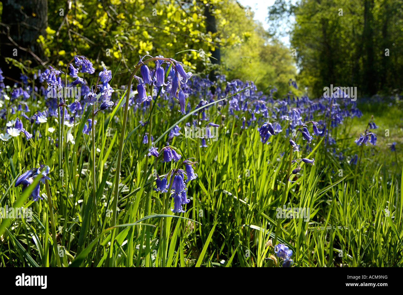 Bluebells in Foxley Wood Norfolk UK Stock Photo - Alamy