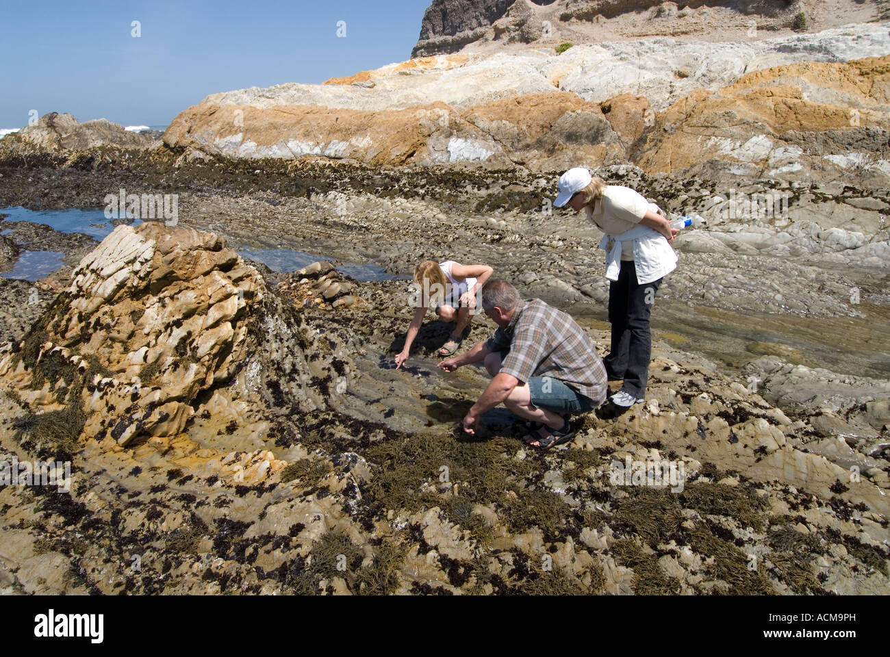Tidepools at Montana de Oro State Park in San Luis Obispo County ...