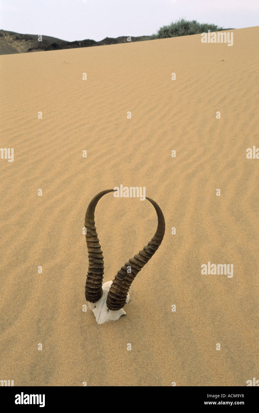 Springbok skull hi-res stock photography and images - Alamy