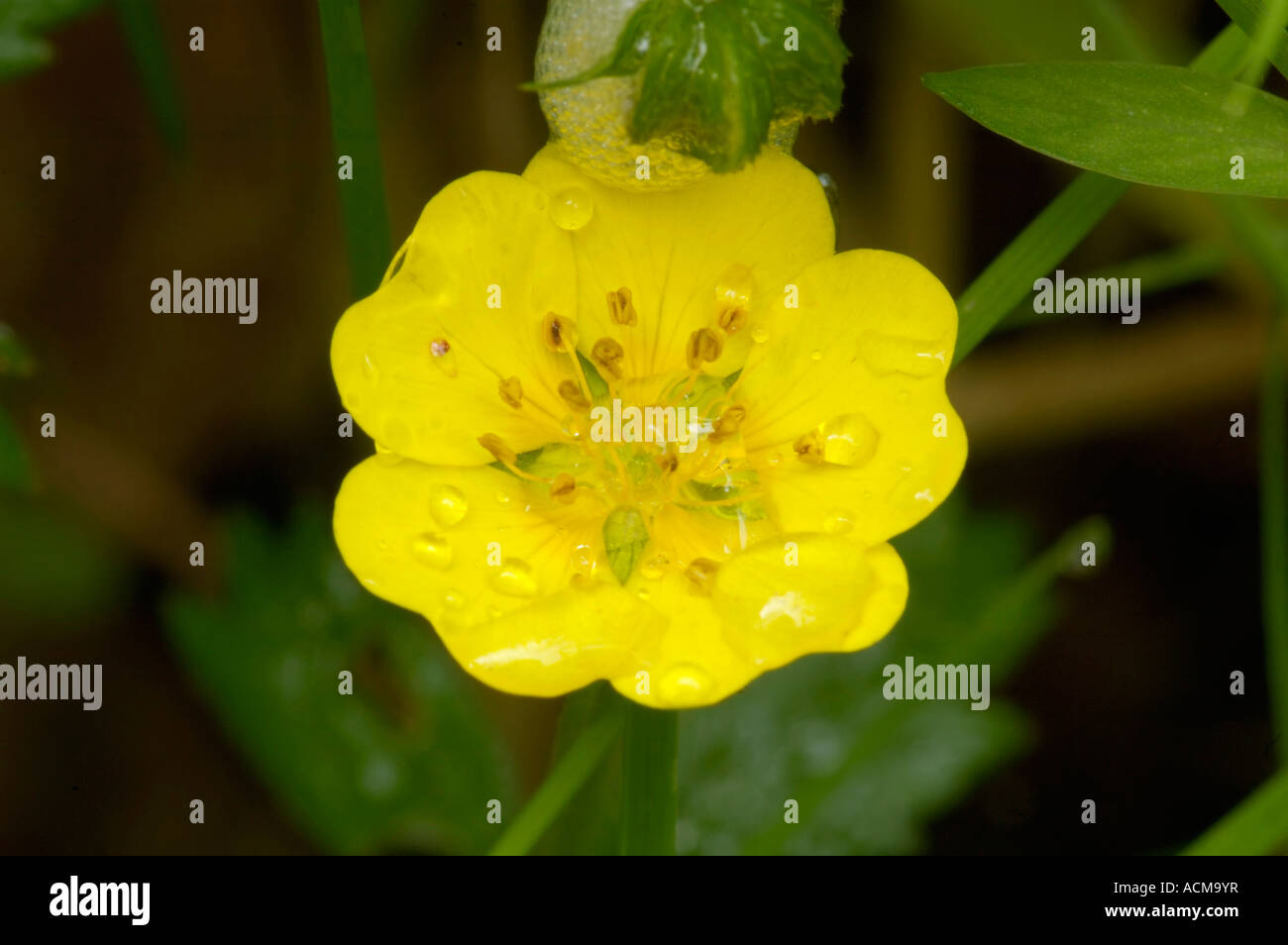 Creeping Cinquefoil Potentilla reptans Stock Photo - Alamy