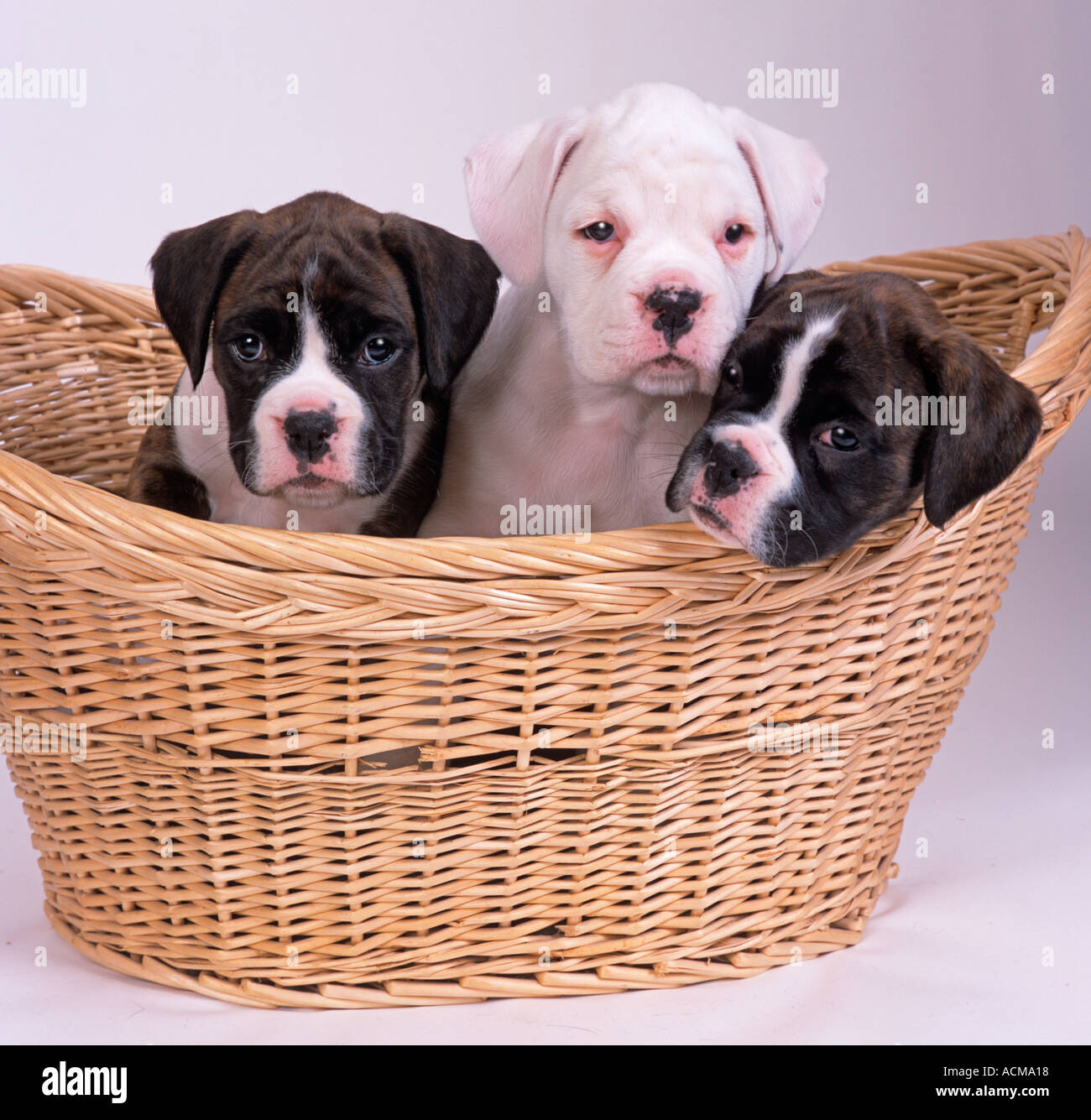 Dogs family basket hi-res stock photography and images - Alamy