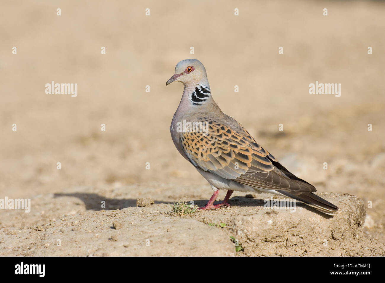 Eurasian dove hi-res stock photography and images - Alamy