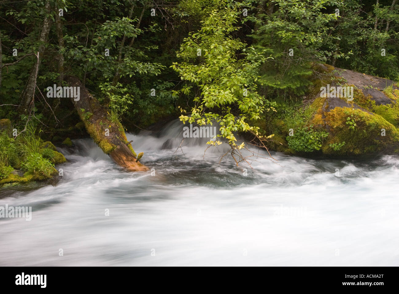 Rapids on the Roaring River in Oregon in early summer Stock Photo - Alamy